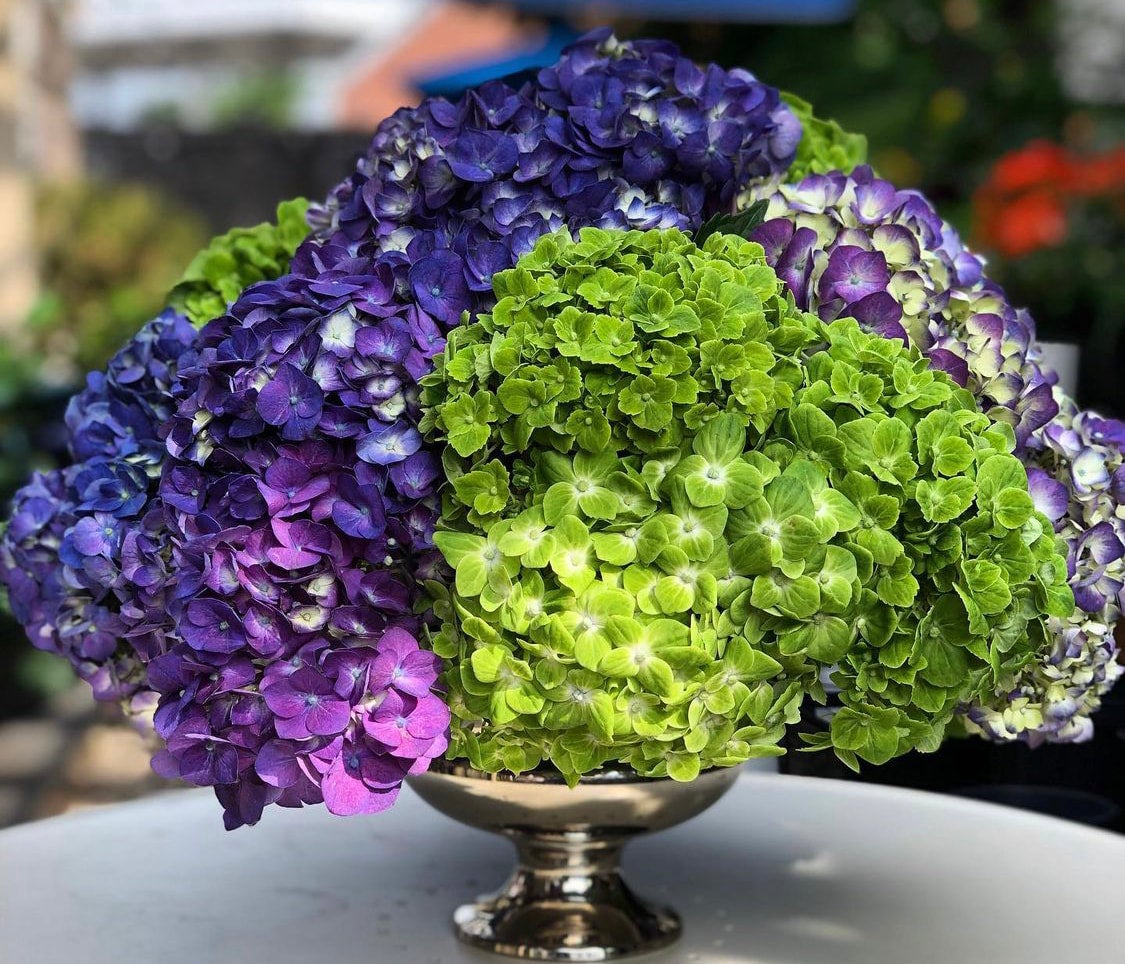 Hydrangea Drama | Good Morning Bellport
